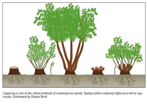 Tree Veteranisation Pollarding And Girdling Vs Tree Conservation