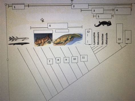 Tetrapod Cladogram Diagram Quizlet