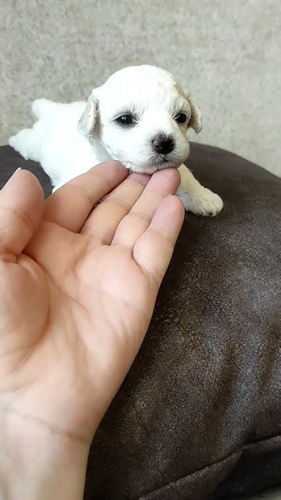 Бишон фризе мини помет 08 05 24 клеймо договор документы ркф Youtube