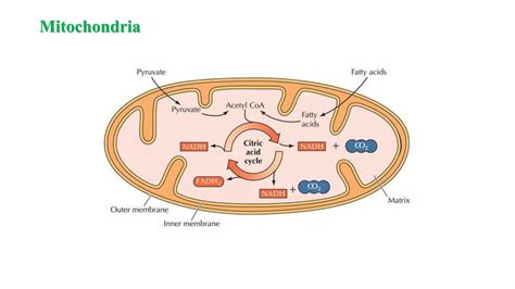 Krebs Cycle Pptx