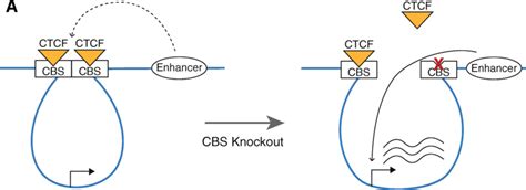Pca Risk Associated Ctcf Loops May Sequester Genes From Enhancers Download Scientific Diagram