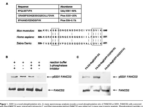 Figure 1 From Fanconi Anemia Complementation Group Fancd2 Protein Serine 331 Phosphorylation Is