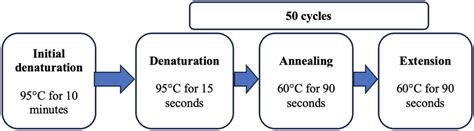 Pcr Cycling Conditions For The Snp Genotyping Assay Download Scientific Diagram