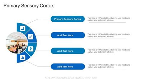 Primary Sensory Cortex Powerpoint Templates Slides And Graphics