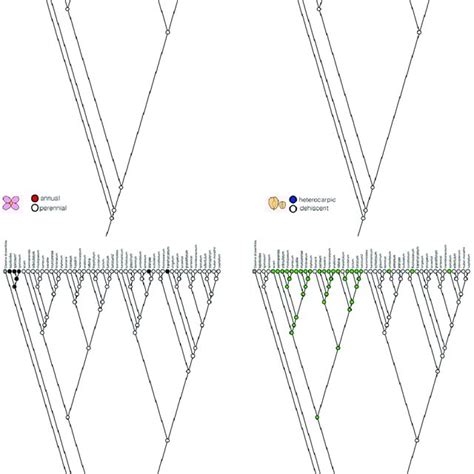 Ancestral Character Reconstruction Likelihood Based Ancestral