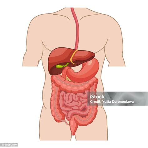 인간의 소화 시스템 장 위 간의 해부학 내부 장기의 벡터 그림입니다 의학 개념 소화기 계통에 대한 스톡 벡터 아트 및 기타 이미지 소화기 계통 벡터 위장병학 Istock