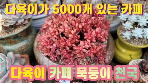 다육이가 5000개 넘는 묵둥이 천국 다육이 카페 엄청난 규모의 숲속같은 카페 Youtube