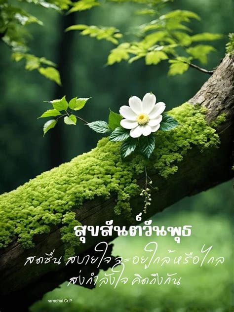 ปักพินโดย Ramchai Chuenbumrung ใน สวัสดีวันพุธ ในปี 2024 ภาพพื้นหลัง อรุณสวัสดิ์ รูปภาพ