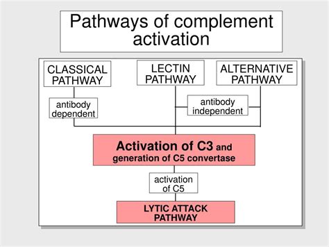 PPT Complement PowerPoint Presentation Free Download ID 3335734