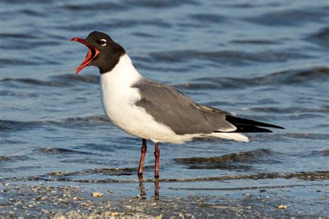 Laughing Gull Ornithology