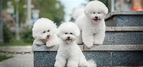 多頭飼いのメリット・デメリットは？2頭目をお迎えする前に知っておくべきこと｜読み物｜特集