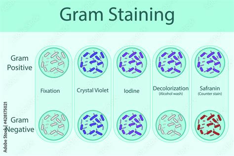 Diagram Showing Gram Staining Technique Steps Microbiology Labolatory Using Crystal Violet And