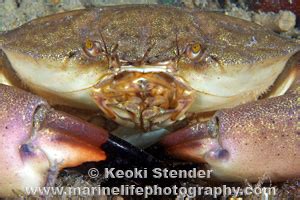 Florida Stone Crab Menippe Mercenaria