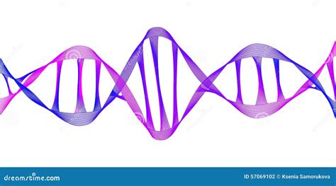 Linear Dna Helix Stock Vector Illustration Of White 57069102