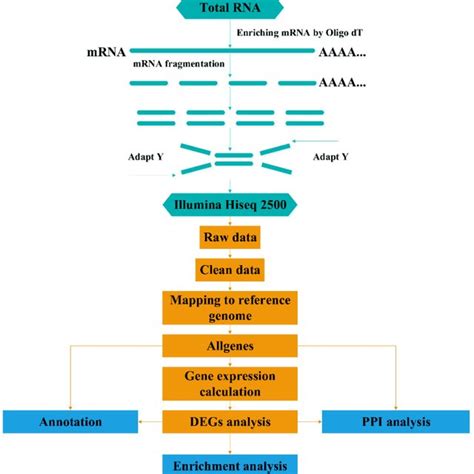 Rna Sequencing Data Processing And Analysis Workflow Download