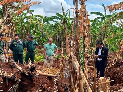 ករណី ឃាតកម្ម លើស្ត្រីម្នាក់ យកទៅទម្លាក់ចោល និងដុត នៅក្នុងចំការចេក