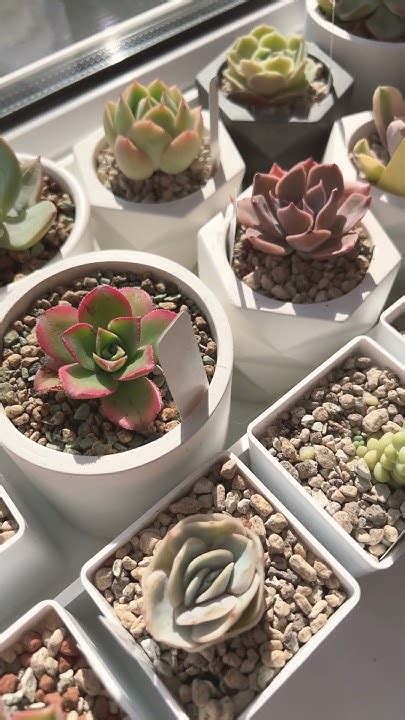 Новоселы счастливы и мы тоже суккуленты цветы эониум эхиверия граптопеталум граптоверия