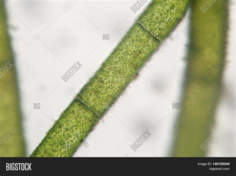 Filamentous Algae Image And Photo Free Trial Bigstock