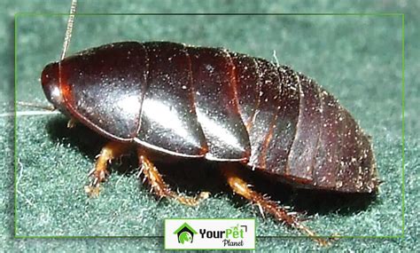 Surinam Cockroach An Entire Information Your Pet Planet