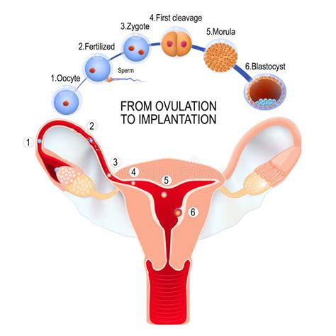 From Ovulation To Fertilization Stock Vector Illustration Of Anatomy