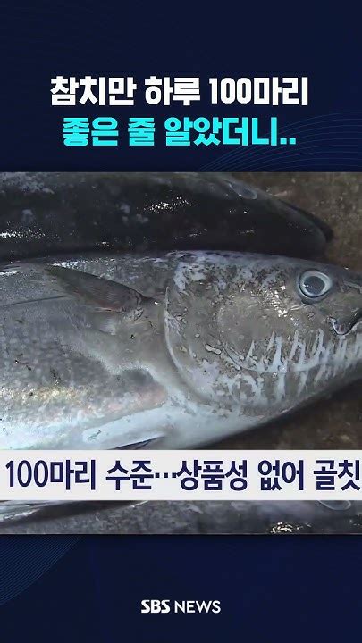참치만 하루 100마리 좋은 줄 알았더니 Shorts Youtube