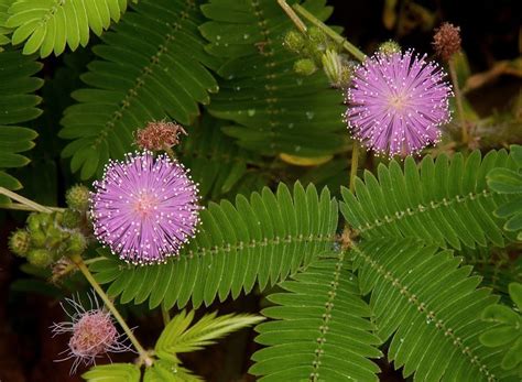 Mimosa Tenuiflora Propiedades Cultivo Semillas Y Más