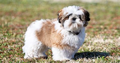 Cuanto Vale Un Perro Shih Tzu