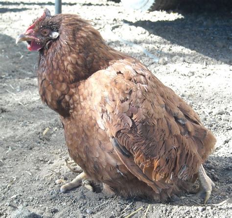 Yolk Egg Peritonitis At Antonio Fore Blog