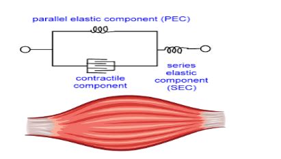 Flexibility Flashcards Quizlet