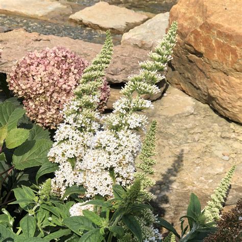 Lo And Behold Ruby Chip® Buddleia Garden Crossings