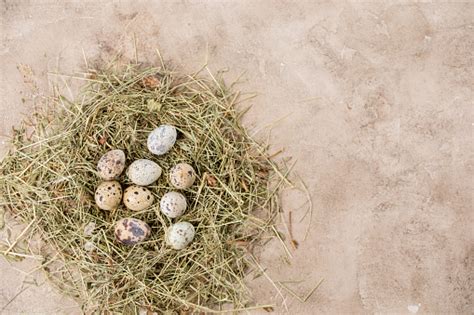 정물 질감이 있는 배경에 마른 허브로 장식된 메추라기 계란 촌놈 부활절 축하 개념 4월에 대한 스톡 사진 및 기타 이미지 4월 계절 공휴일 Istock
