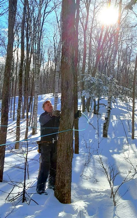 The 2024 State Of The Maple Report Ferme Et Forêt