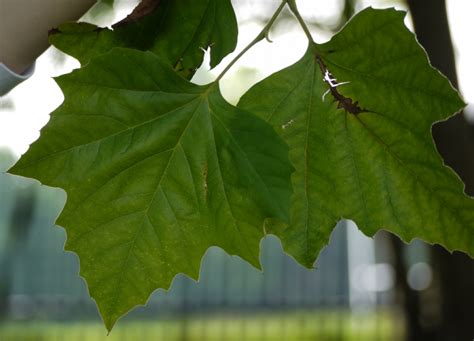 10000印刷√ Tree 3 Lobed Leaf 332439 Tree Three Lobed Leaf