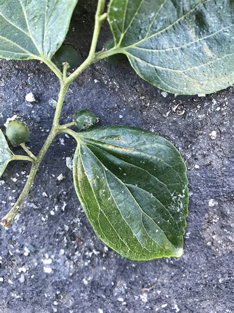 Bugs In Tree Sap At Jeffrey Hipple Blog