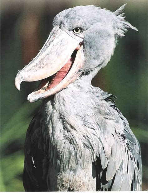 Bicho Feio Cultura Mix