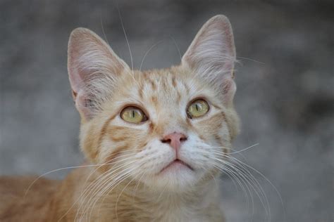 猫 野良猫 ぶち猫 Pixabayの無料写真 Pixabay