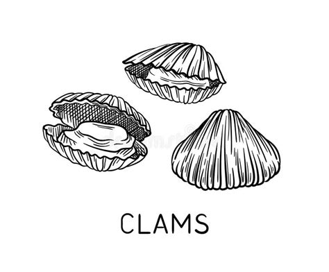 Clams Drawing Stock Illustrations 503 Clams Drawing Stock