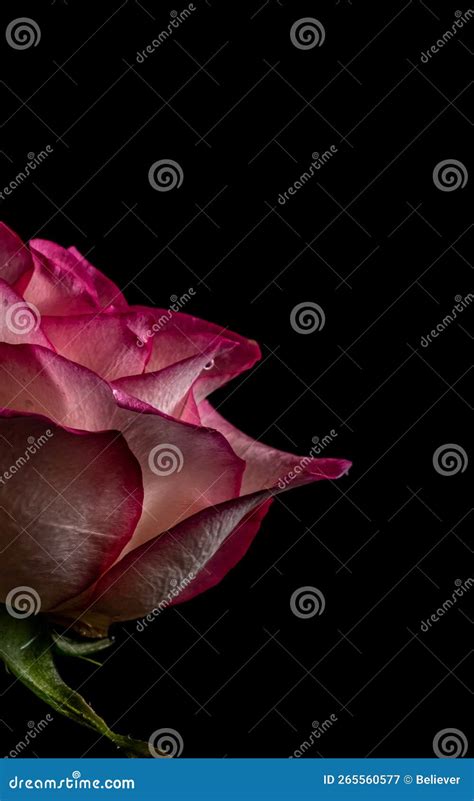 Partial Dark Pink Rose On A Black Background Soft Focus Stock Image