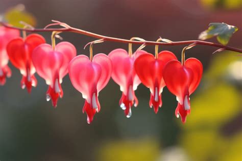 Bleeding Heart Flower Meaning Symbolism And Spiritual Significance