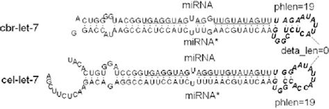 Figure 1 From Microrna Identification Based On Sequence And Structure Alignment Semantic Scholar