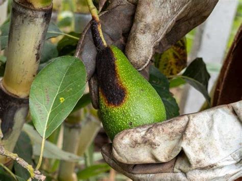 Avocado Tree Problems And Solutions
