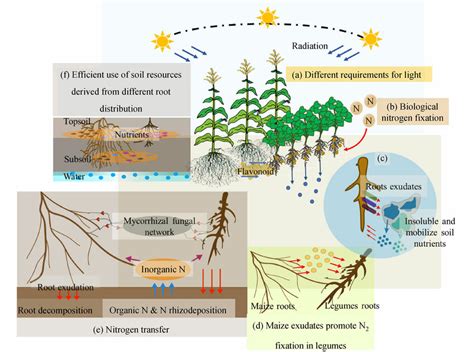 Interspecific Facilitation And Niche Differentiation Increase Resource Download Scientific