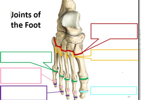 Gliding Joint In Foot