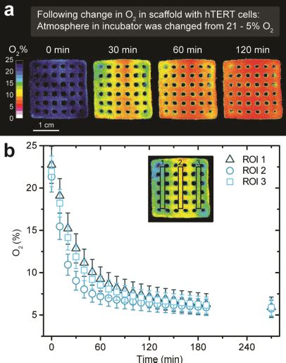 Researchers Develop Novel 3d Bioprinting Method To Noninvasively Monitor Cell Activity 3d