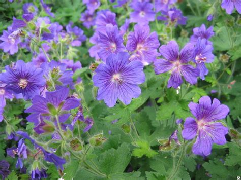 Герань гибридная Джонсон Блю Geranium Johnson's Blue С2 Купить в Санкт ...