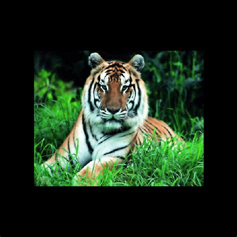 An Example Of Symmetric Mapping A Original Image X B D Three Download Scientific