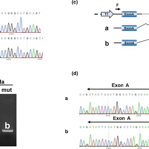 Analysis Of Pcdna31 Vector Assay For The Nr0b1 Variant C1169‐2at