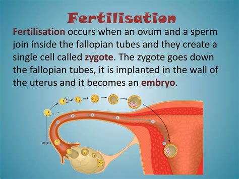 Human Reproduction Ppt