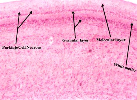 Control Cerebellum Section Showing Molecular Layer Granular Layer Download Scientific Diagram