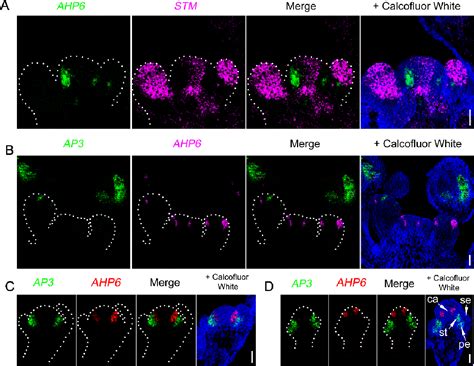 Figure 1 From Short Of Rna Localization By Fish 1 2 Visualization Of
